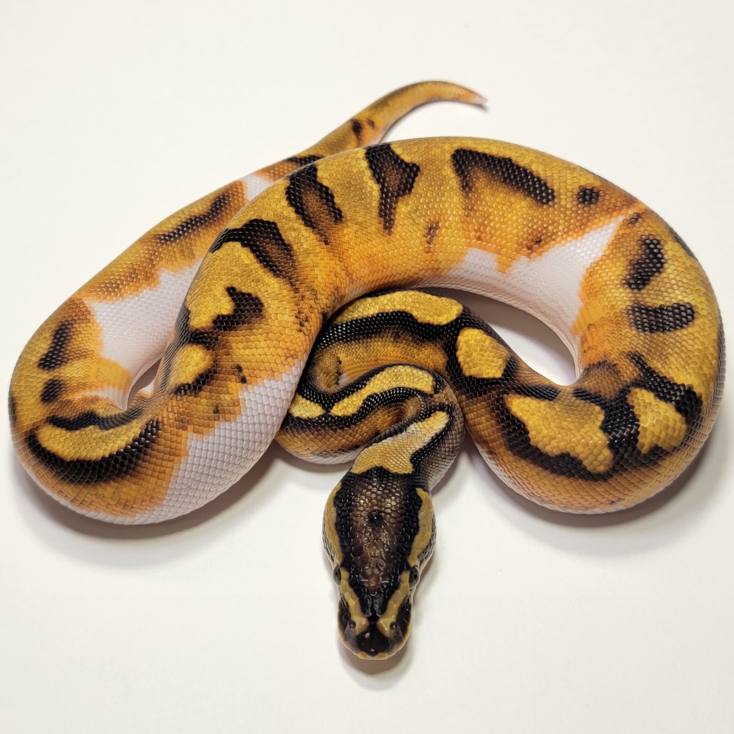 Orange Dream Enchi Pied Pos GeneX Ball Python by Prime Reptiles ...