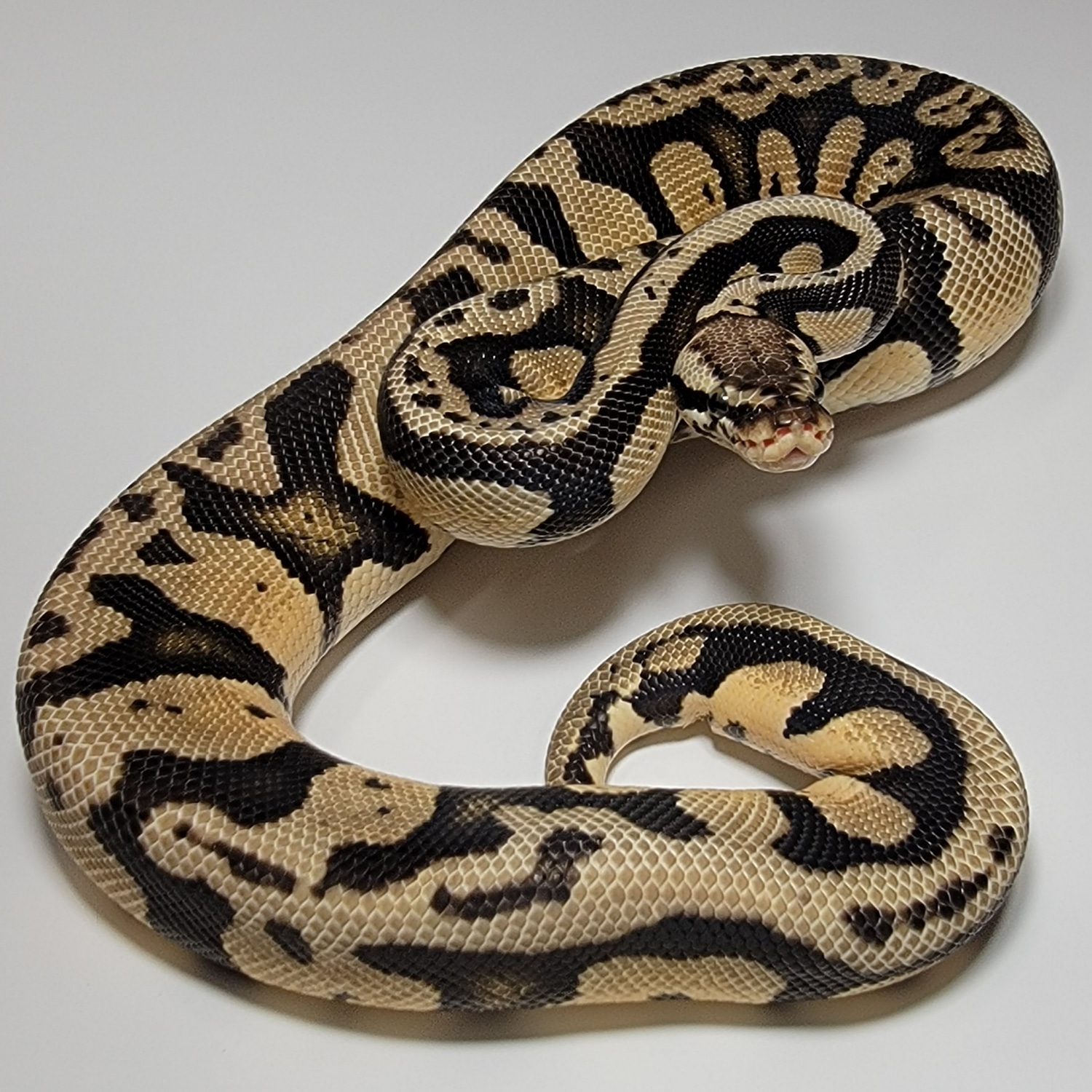 Acid Super Pastel Orange Dream Ball Python by Prime Reptiles - MorphMarket