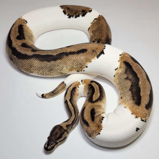 Piebald Prob Het TSK Axanthic RTB Ball Python by Prime Reptiles