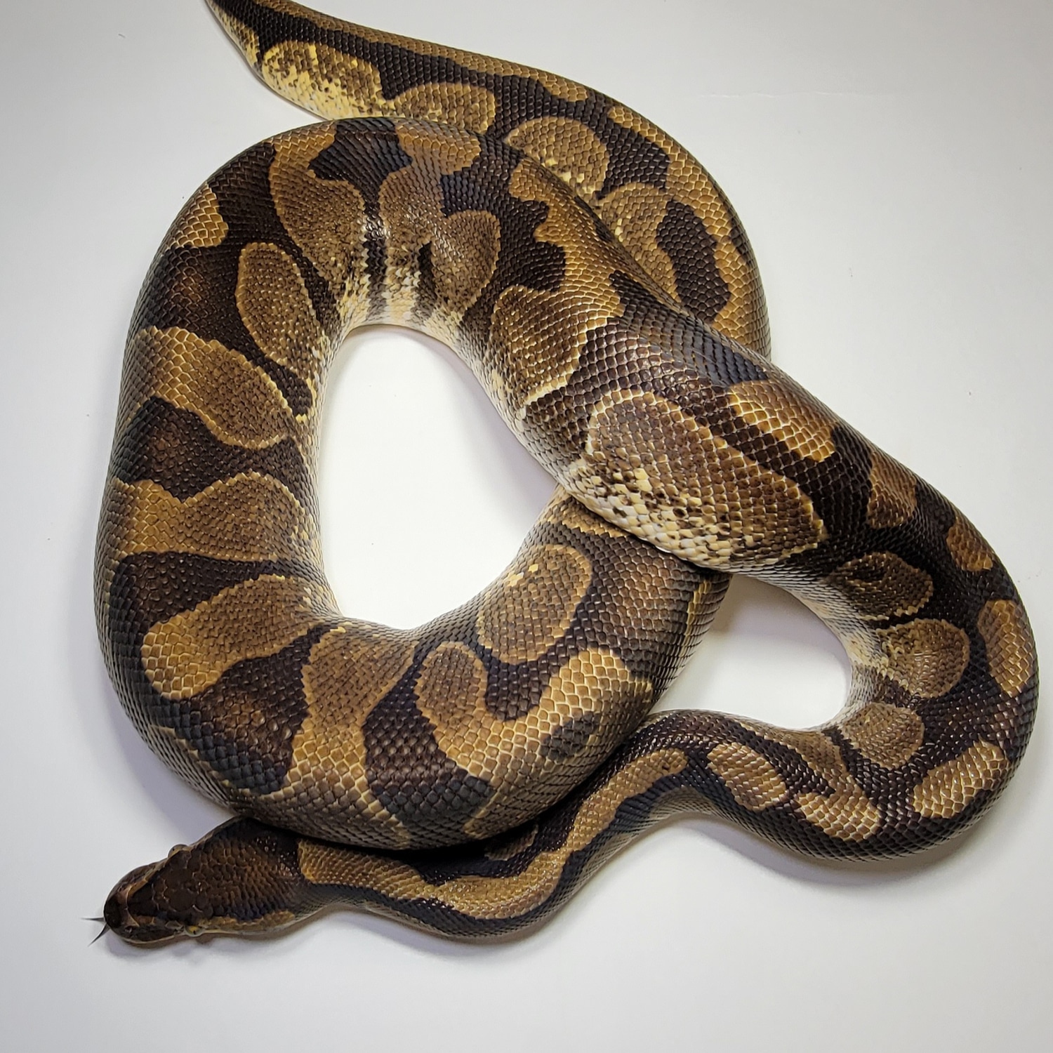 Proven Enchi Het Pied Breeder Ball Python by Prime Reptiles - MorphMarket