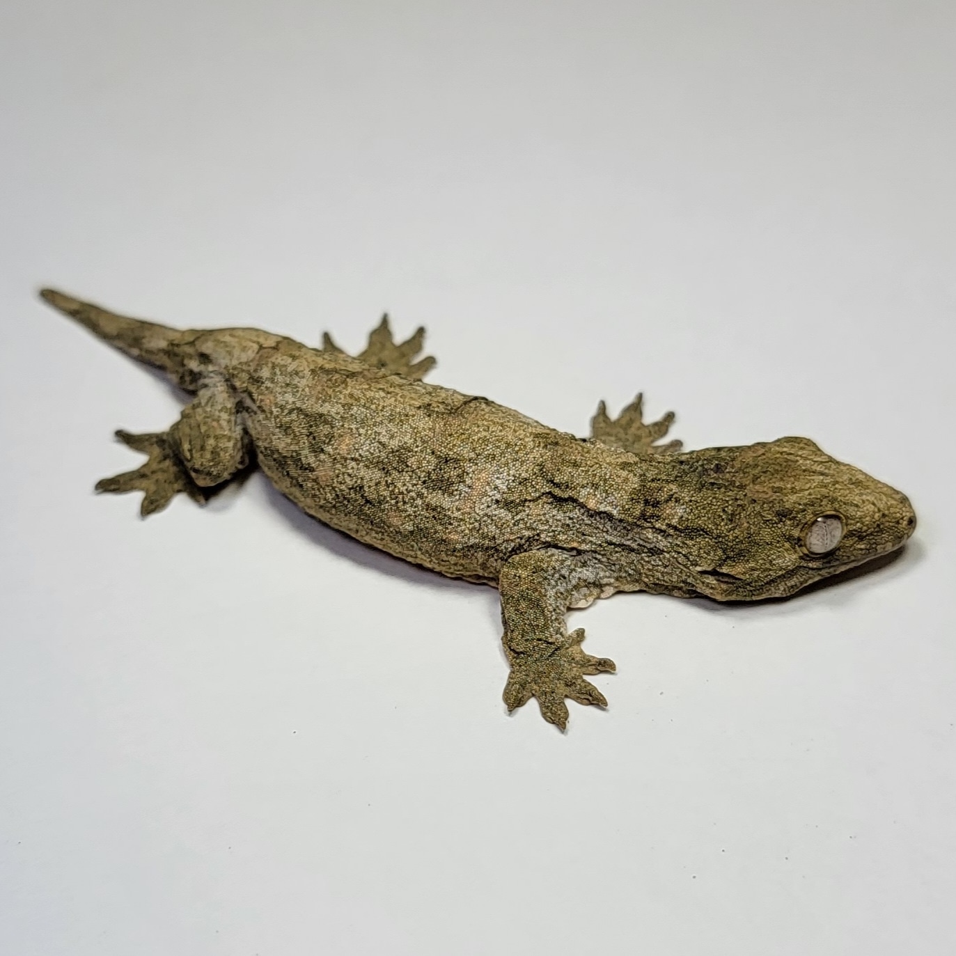 Pure Moro Leachianus Gecko by Prime Reptiles - MorphMarket
