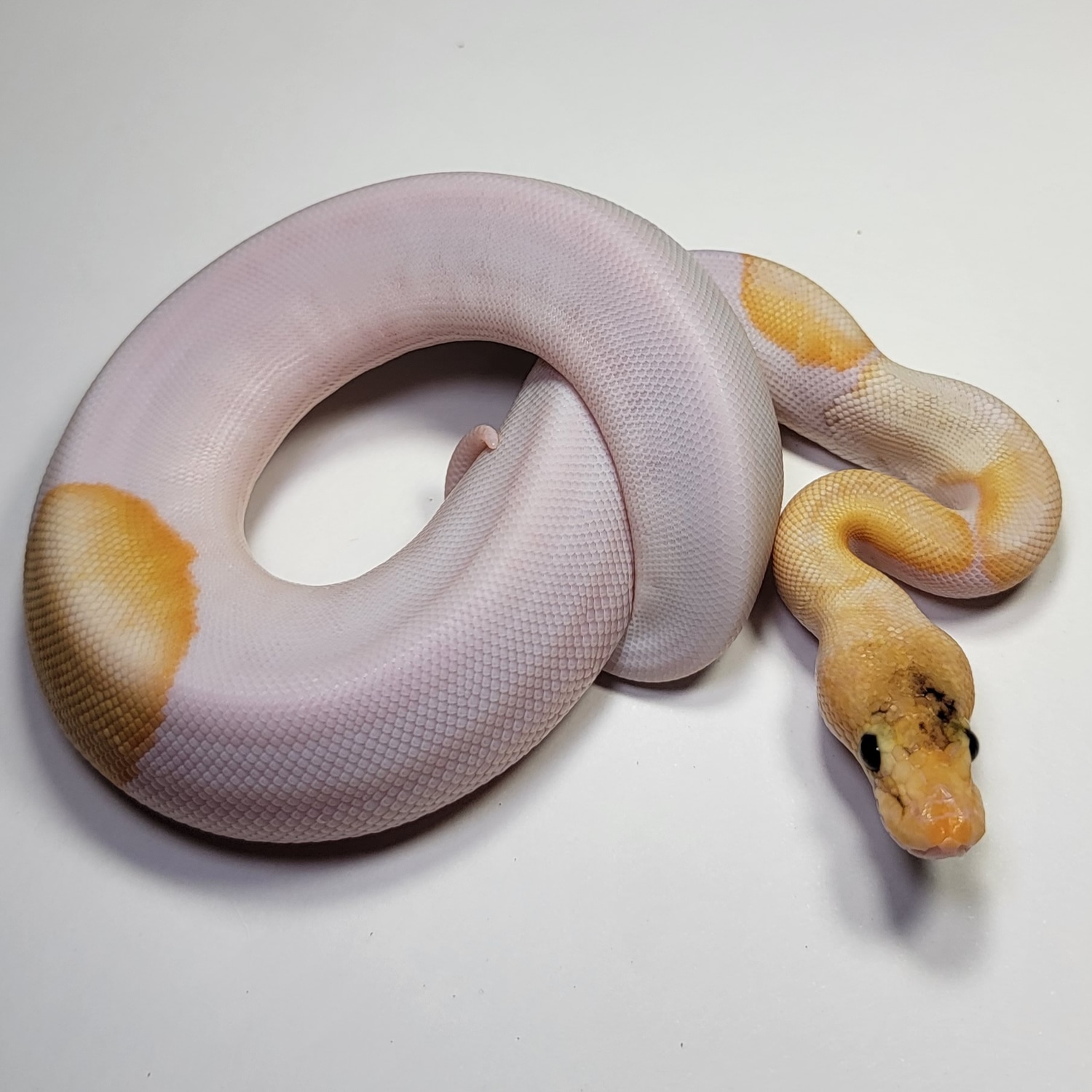 OD Mojave Champagne Het Pied Ball Python by Prime Reptiles - MorphMarket