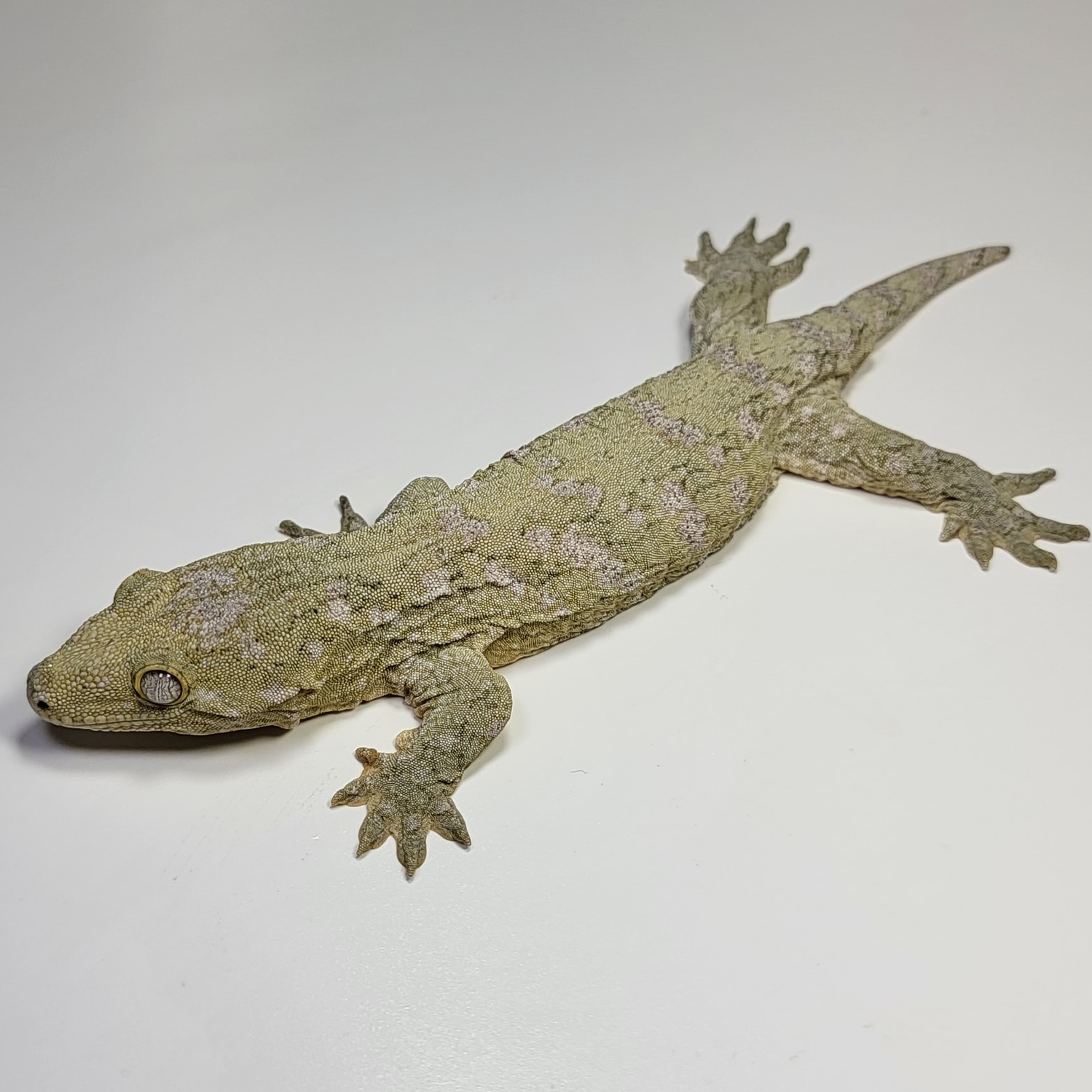 Pure Brosse Leachianus Gecko by Prime Reptiles - MorphMarket