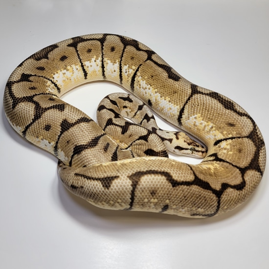 Pastel Spider Het Clown Ball Python by Prime Reptiles