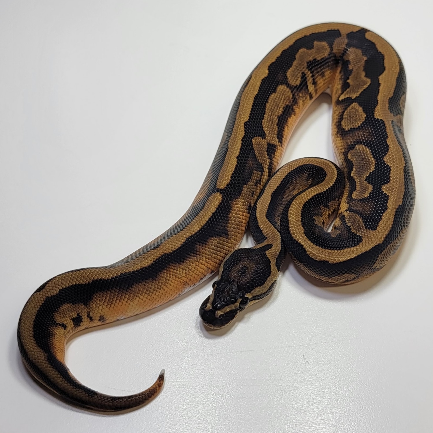 Piebald Low-White Ball Python by Prime Reptiles - MorphMarket