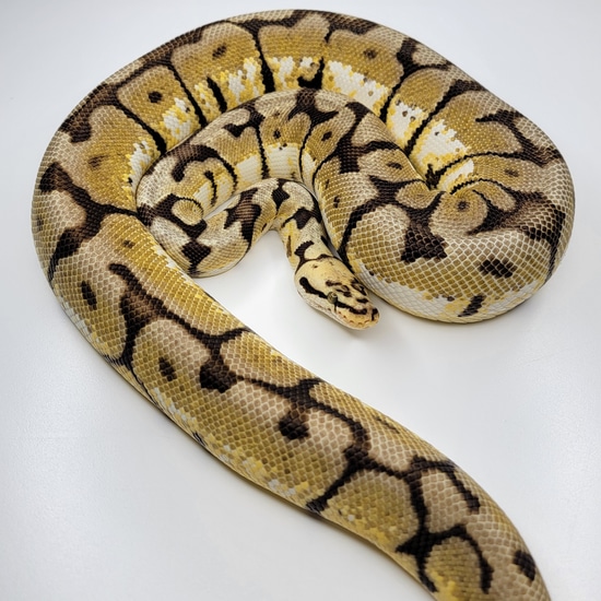 Super Pastel Spider Het Clown RTB Ball Python by Prime Reptiles