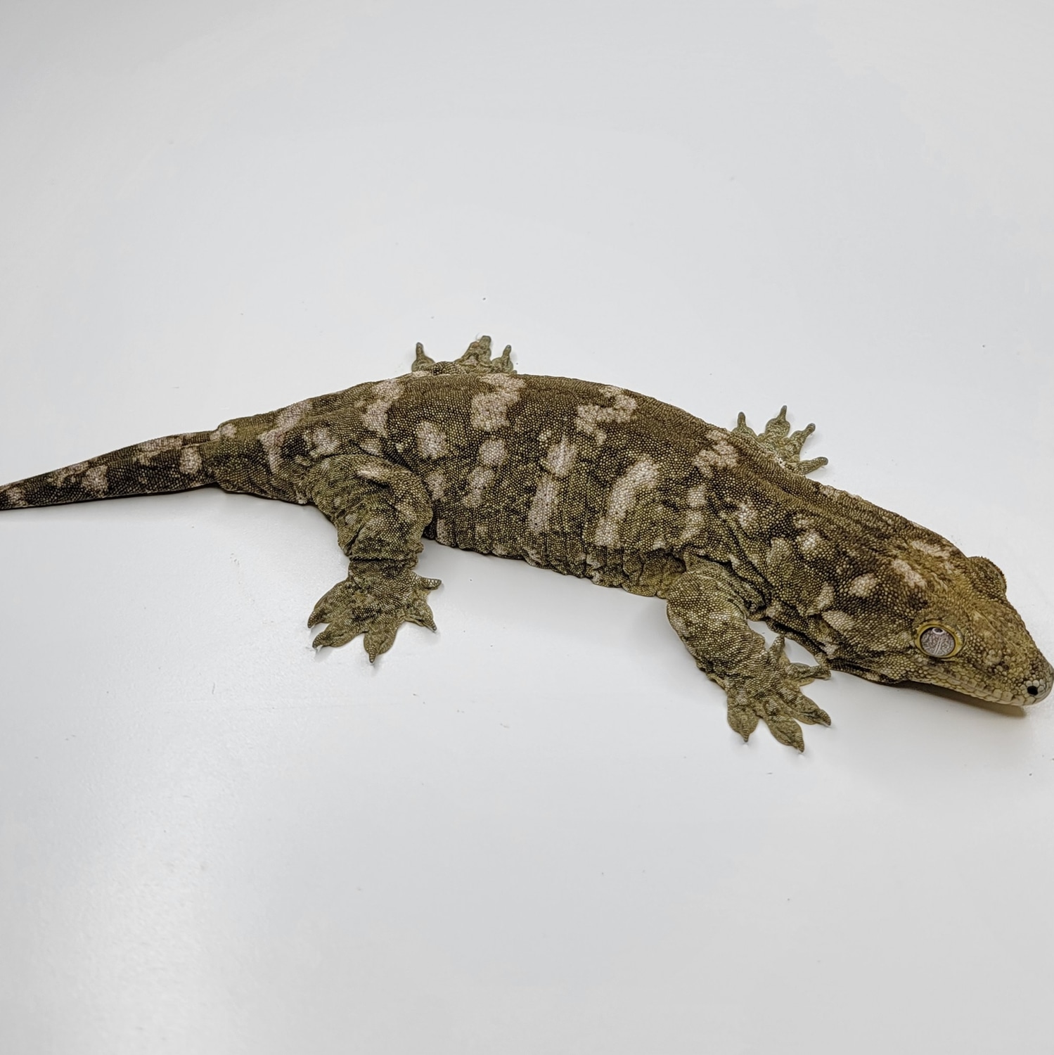 Pure Moro Leachianus Gecko by Prime Reptiles - MorphMarket