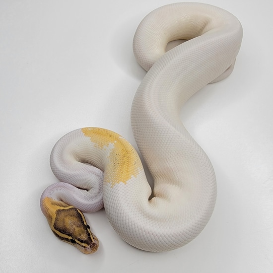 Highway Piebald Pos OD/GeneX Ball Python by Prime Reptiles