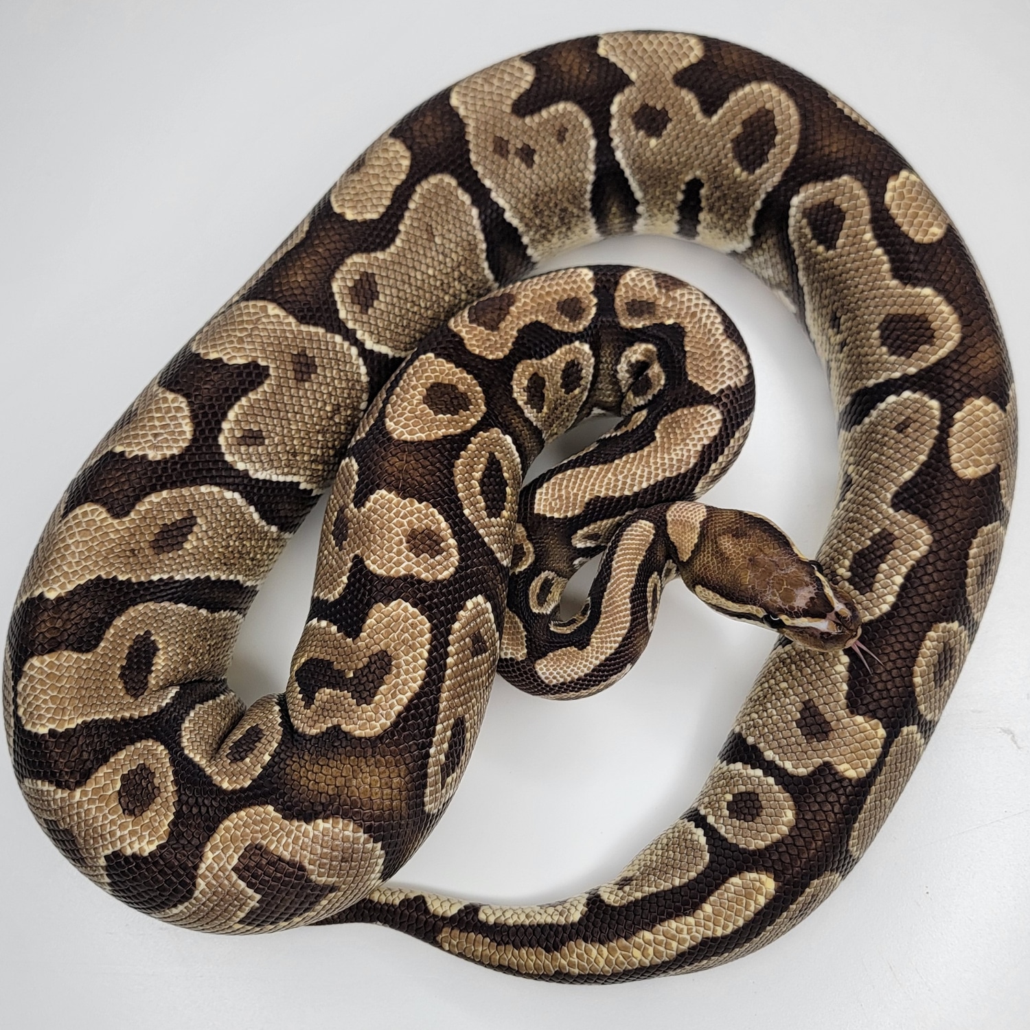 RTB Fire ScalelessHead Het Piebald Ball Python by Prime Reptiles ...