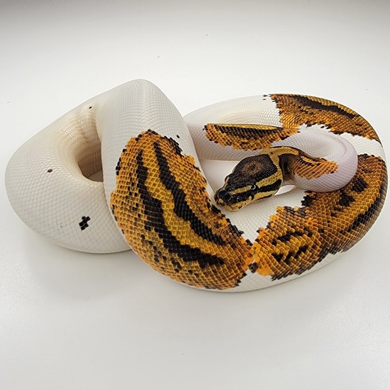 Gravel Or YB OD Pied Ball Python by Prime Reptiles