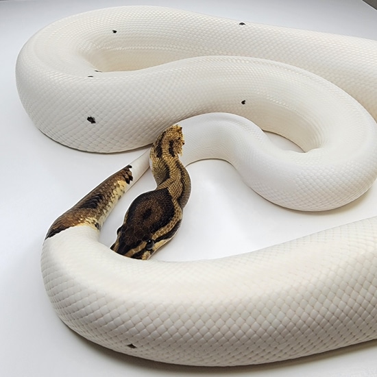 Gravel Pied RTB Ball Python by Prime Reptiles