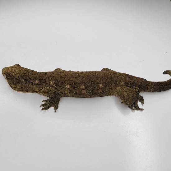 MCDM GT Leachianus Gecko by Prime Reptiles