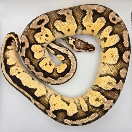 OD Enchi FireFly Het Pied Ball Python by Prime Reptiles