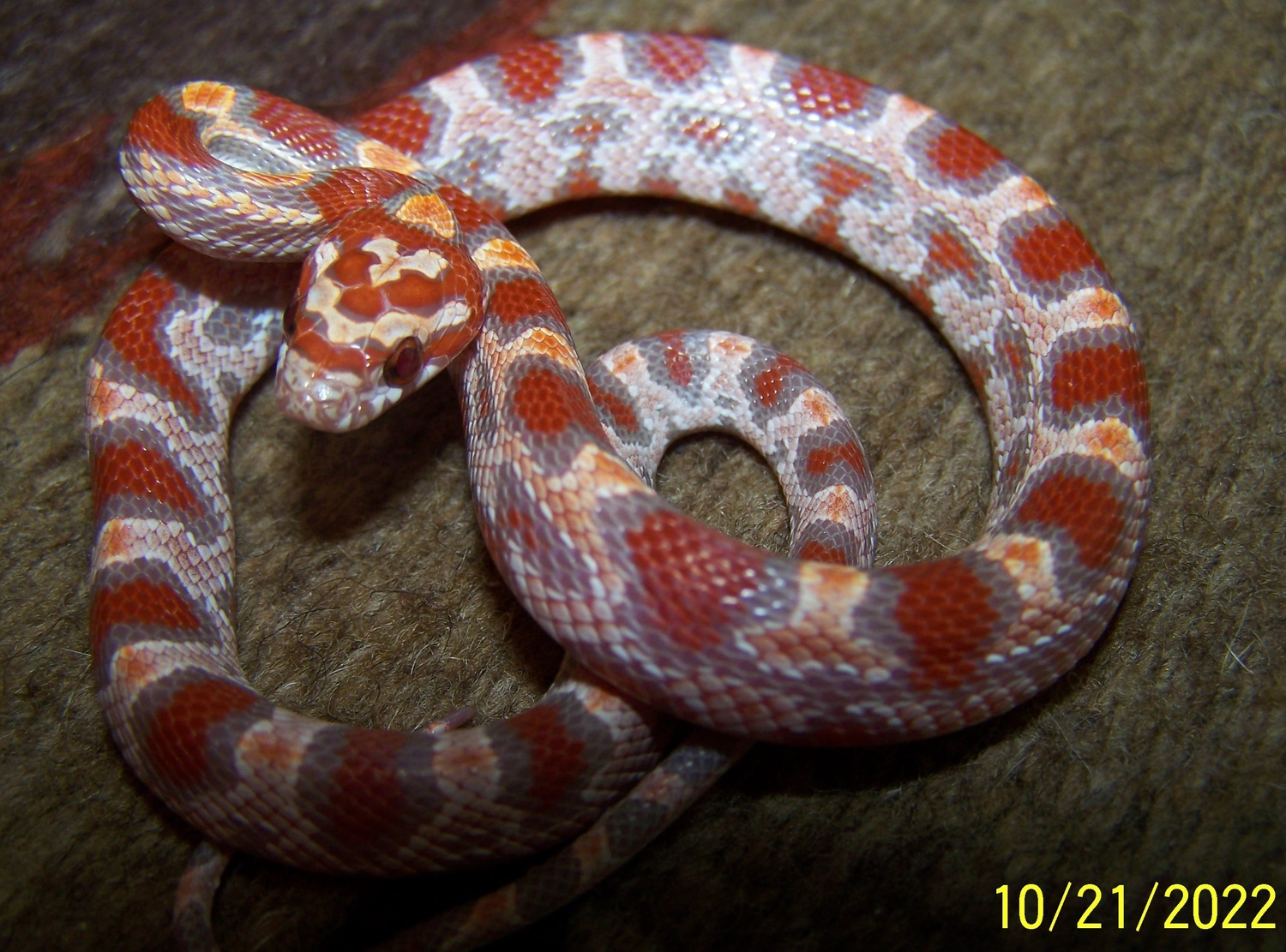 2022 0.1 Extreme Okeetee Ultramel Albino Corn Snake by Ken Diehl ...