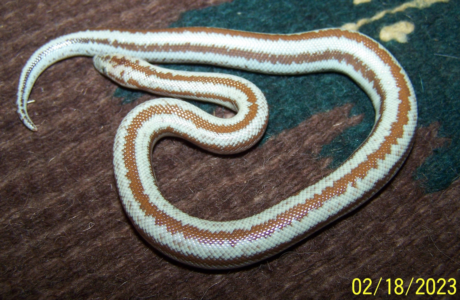 Long Canyon Rosy Boa by Ken Diehl Serpents - MorphMarket