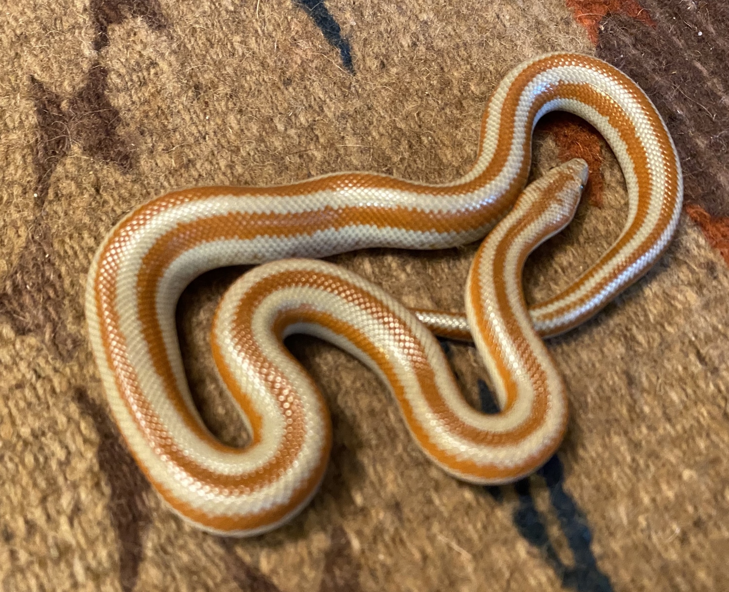 "Flame" Bay Of LA Baja Rosy Boa by Ken Diehl Serpents - MorphMarket