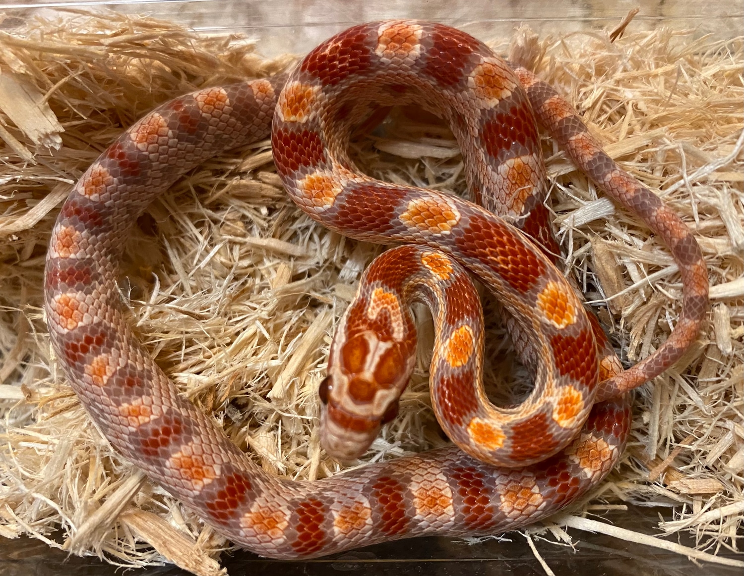 2023 1.0 Extreme Okeetee Ultramel Corn Snake by Ken Diehl Serpents ...