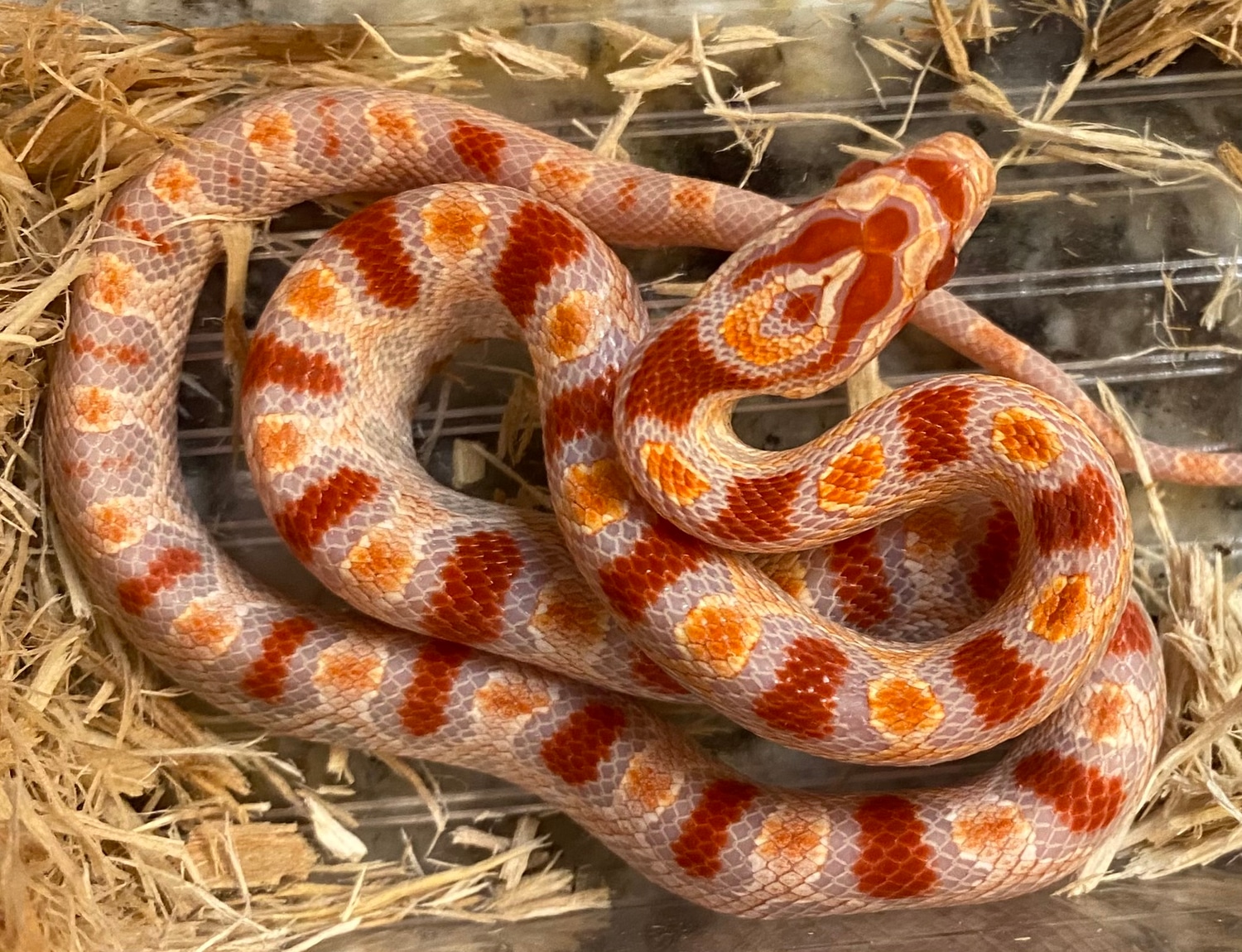 2023 0.1 Albino Extreme Okeetee Corn Snake by Ken Diehl Serpents ...