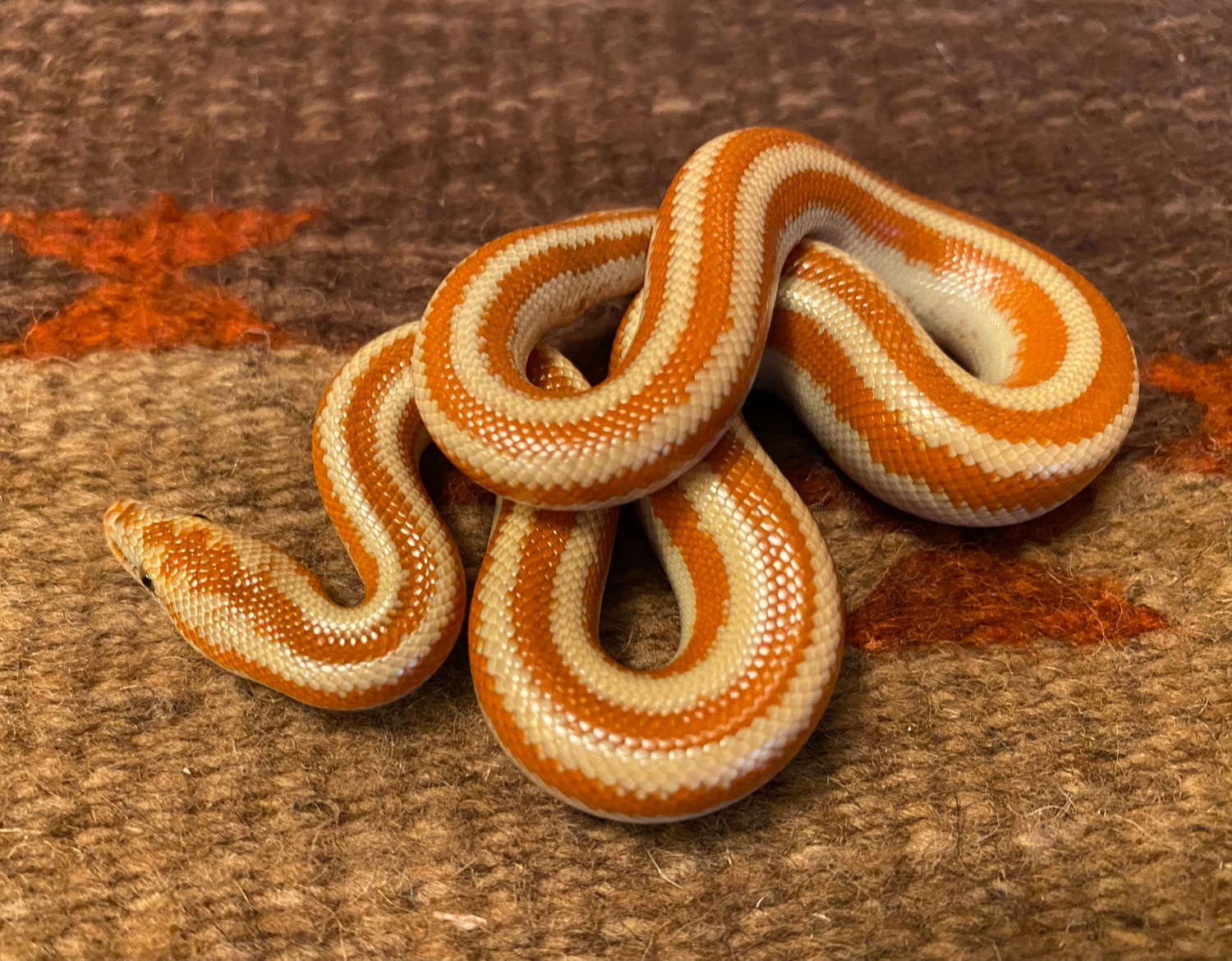 1.0 2023 "Flame" Bay Of LA Rosy Boa by Ken Diehl Serpents - MorphMarket