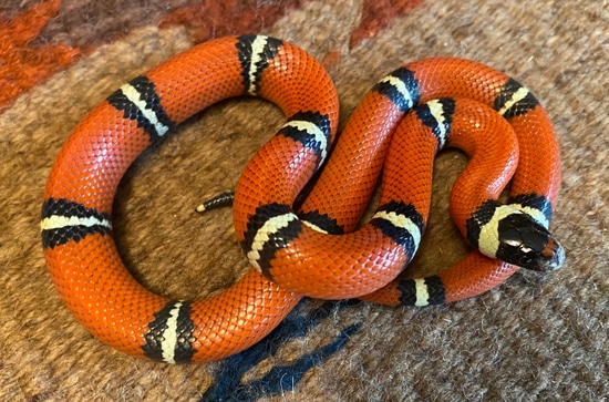 2023 0.1 Cosala Sinoloan Milk Snake #7 Sinaloan Milk Snake by Ken Diehl ...
