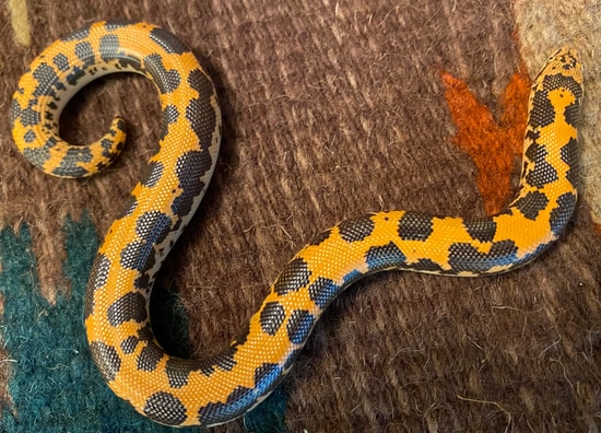 2023 1.0 High Orange KSB Kenyan Sand Boa by Ken Diehl Serpents