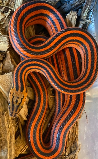 USCBB 1.0 2024 Red And Black Striped Snake More Colubrid by Ken Diehl ...