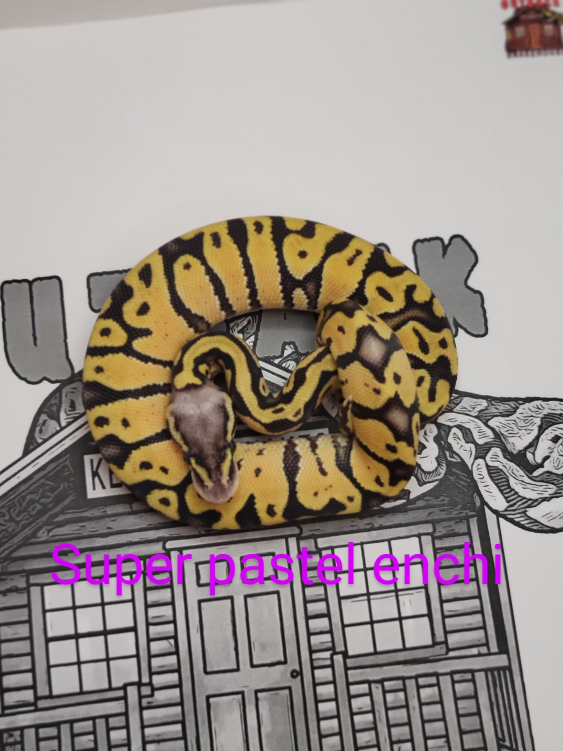 Super Pastel Enchi Ball Python by Outback Snakehouse - MorphMarket