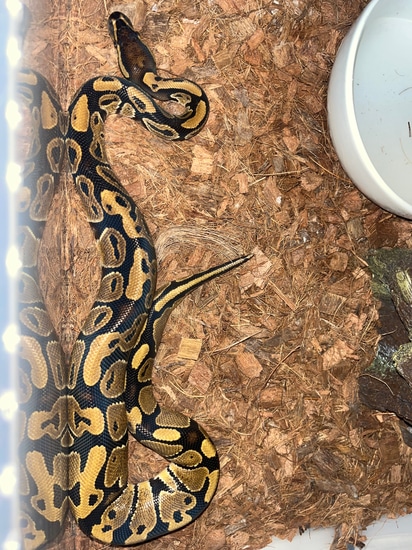 Vanilla Het VPI Axanthic 66% Het Clown Ball Python by Lovely Noodles