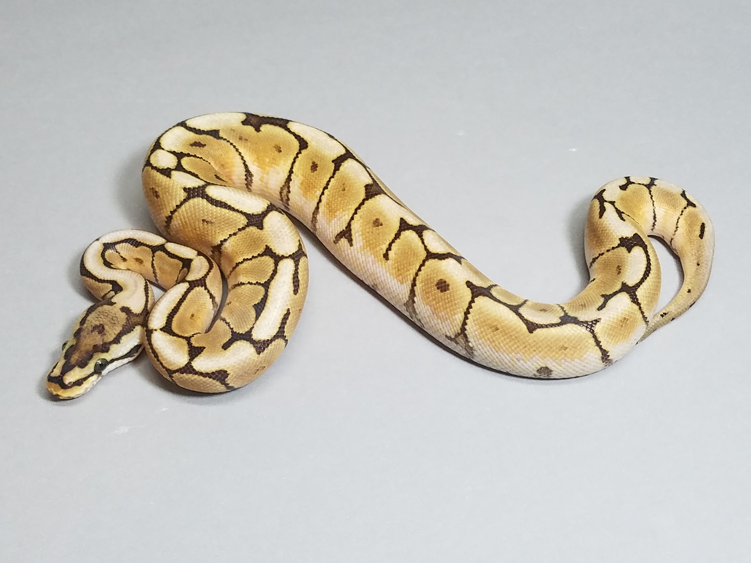 Russo Spider Het Clown Ball Python by Ken Macek Reptiles - MorphMarket
