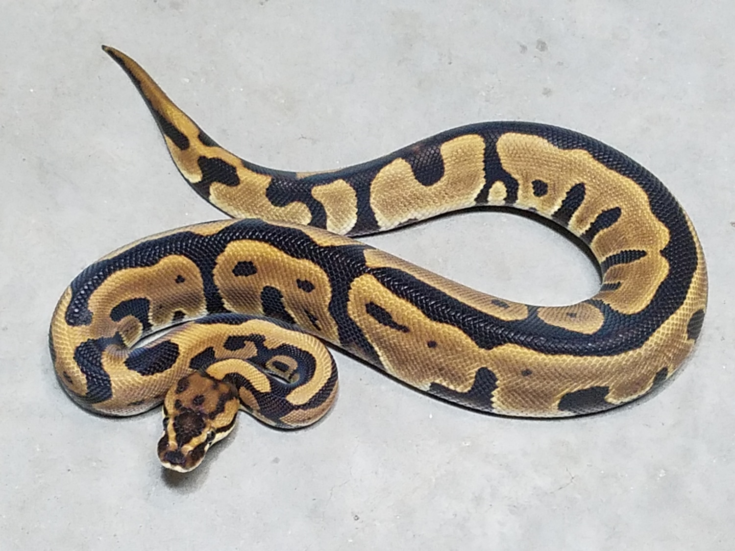 Leopard Het Clown Ball Python by Ken Macek Reptiles - MorphMarket