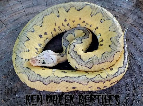 Killer Clown Ball Python by Ken Macek Reptiles