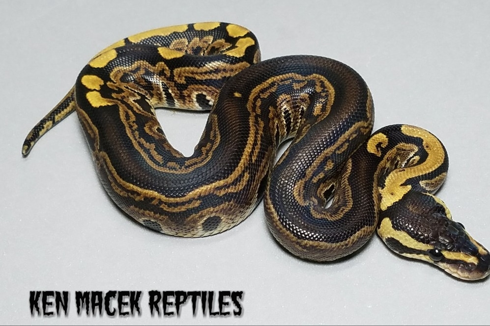 Super X-tremist Ghi Ball Python by Ken Macek Reptiles - MorphMarket