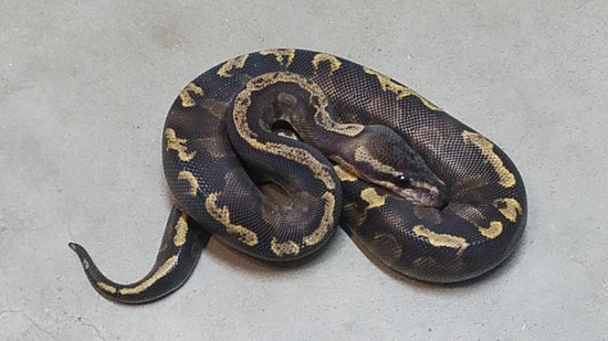 Super GHI Ball Python by Ken Macek Reptiles