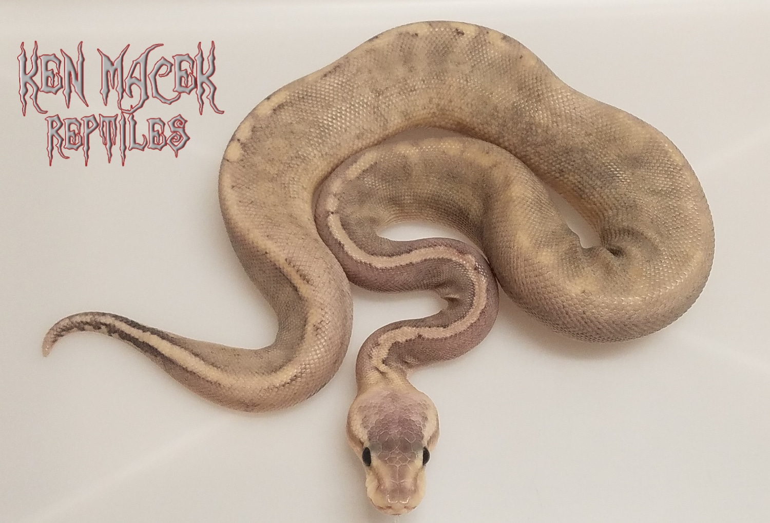 GHi Pewter Ghost Ball Python by Ken Macek Reptiles - MorphMarket