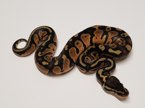2019 Pastel Double Het Sunset Pied Ball Python by Ken Macek Reptiles