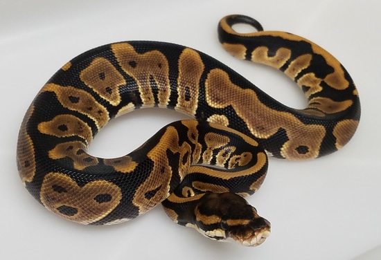 Adder Leopard Ball Python by Ken Macek Reptiles