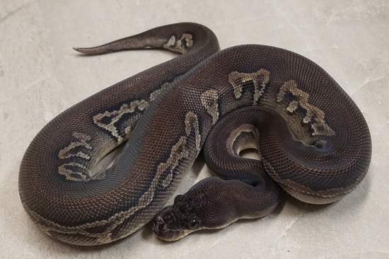 Super Black Head Het Red Axanthic Ball Python by Ken Macek Reptiles