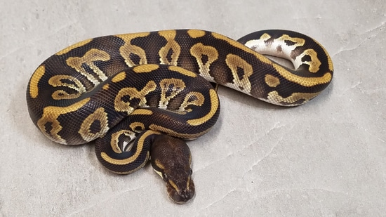 Adder Mojave Ball Python by Ken Macek Reptiles