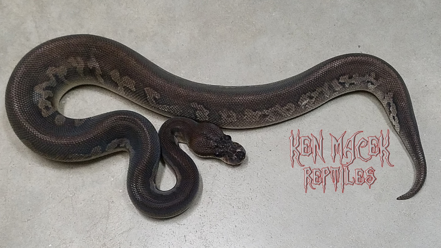 Black Head Het Red Axanthic Ghi Cinnamon Ball Python by Ken Macek ...