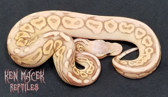Ultramel Pewter Ball Python by Ken Macek Reptiles