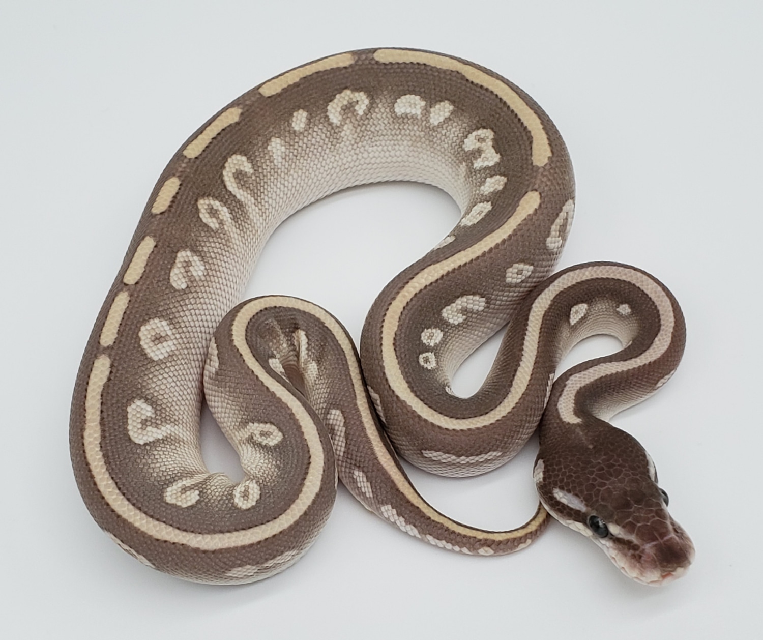 Super Phantom Ball Python by Ken Macek Reptiles - MorphMarket