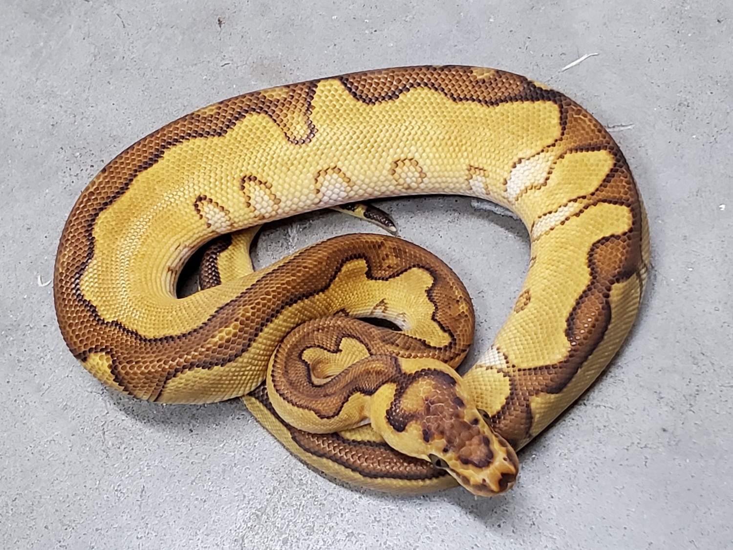 Russo Enchi Clown Het Ghost Ball Python by Ken Macek Reptiles - MorphMarket