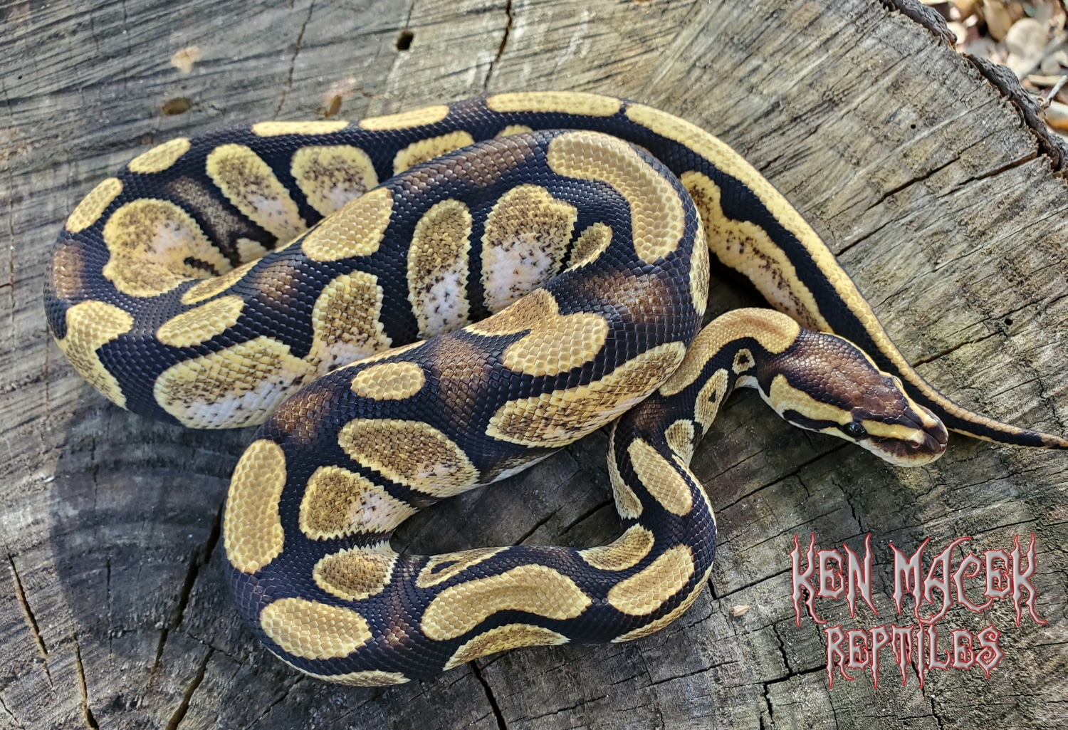 Orange Dream Sugar Het Clown Ball Python by Ken Macek Reptiles ...