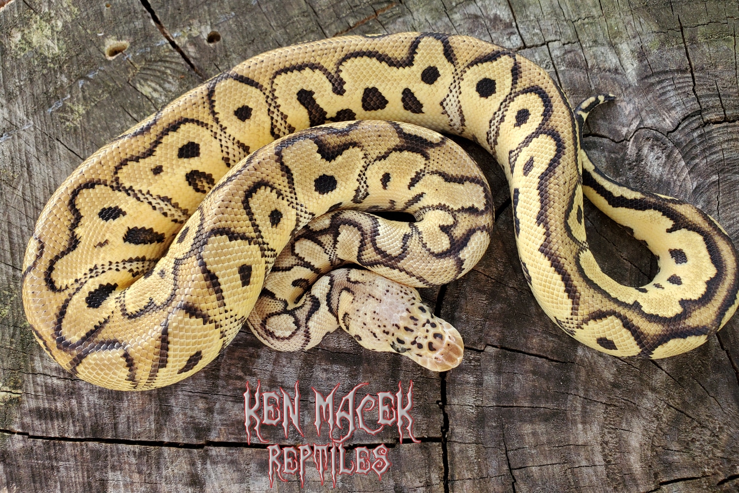 Pastel Spotnose Clown Ball Python by Ken Macek Reptiles - MorphMarket