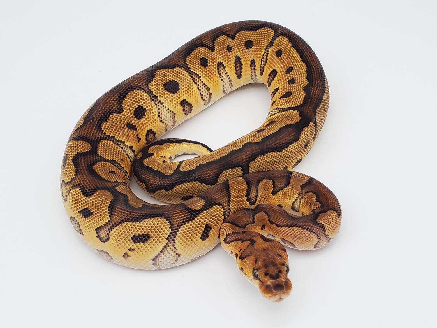 Red Stripe Clown Ball Python by Ken Macek Reptiles - MorphMarket