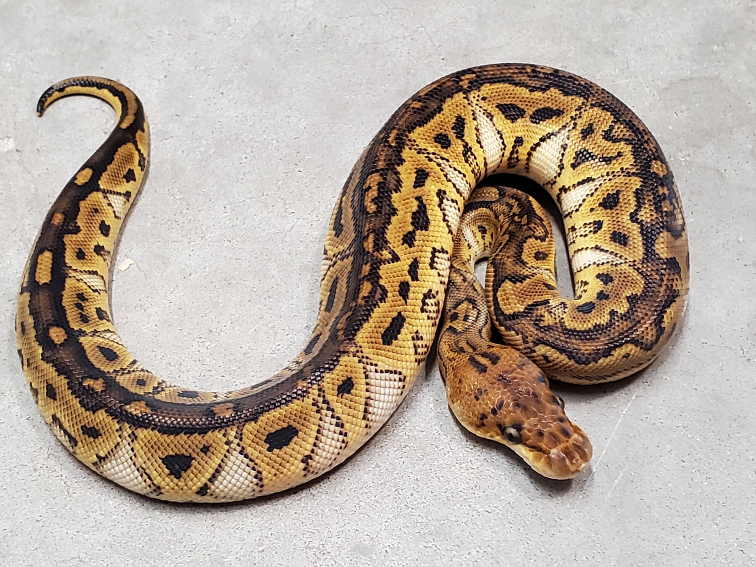 Bongo Motley Clown Ball Python by Ken Macek Reptiles - MorphMarket