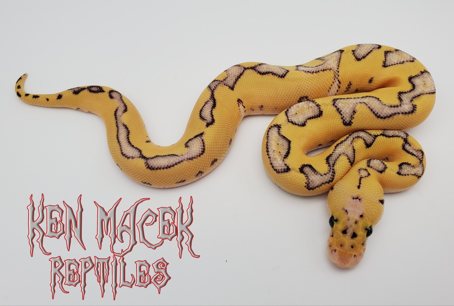 Russo Pastel Leopard Enchi Clown Ball Python by Ken Macek Reptiles ...