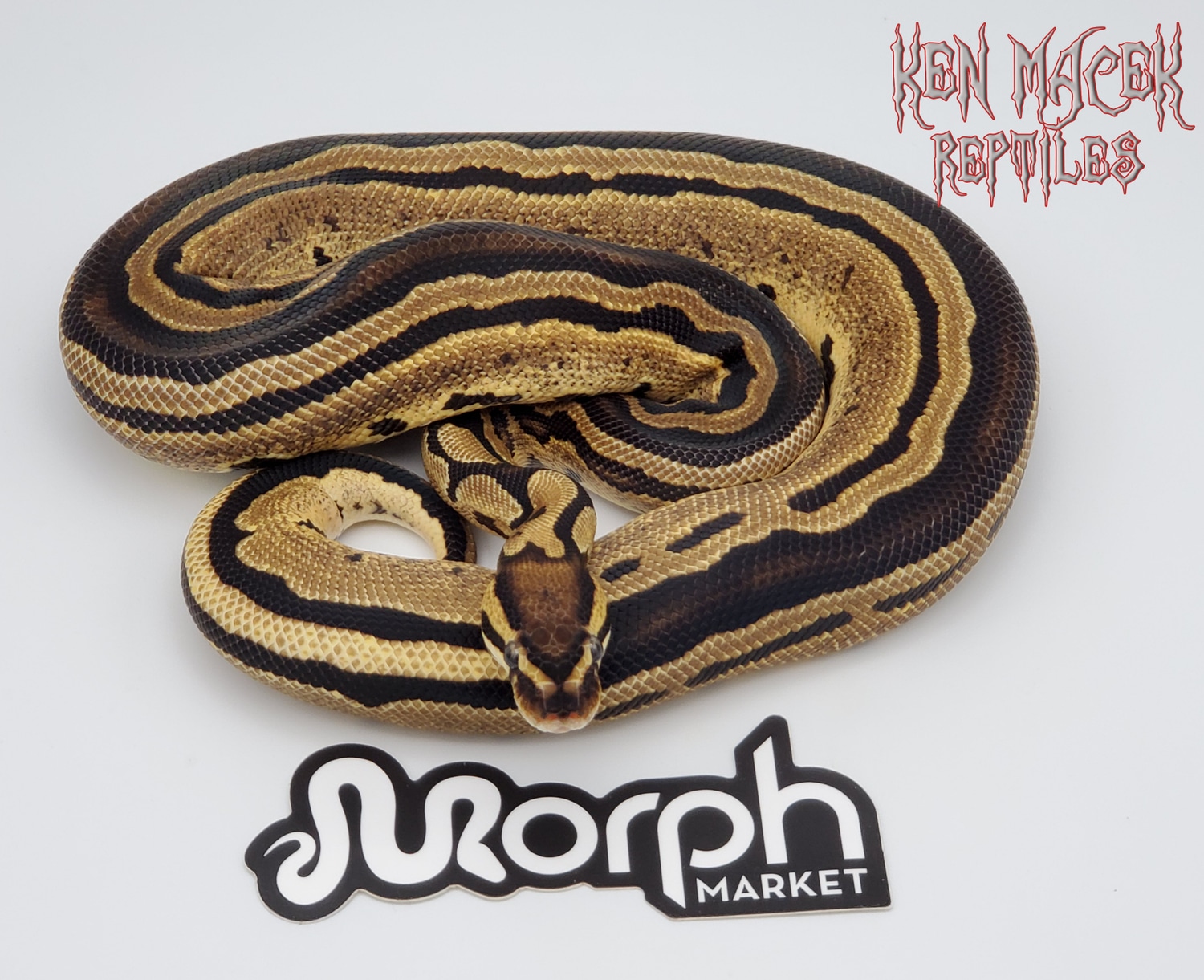 KMR Tri Stripe Ball Python by Ken Macek Reptiles - MorphMarket