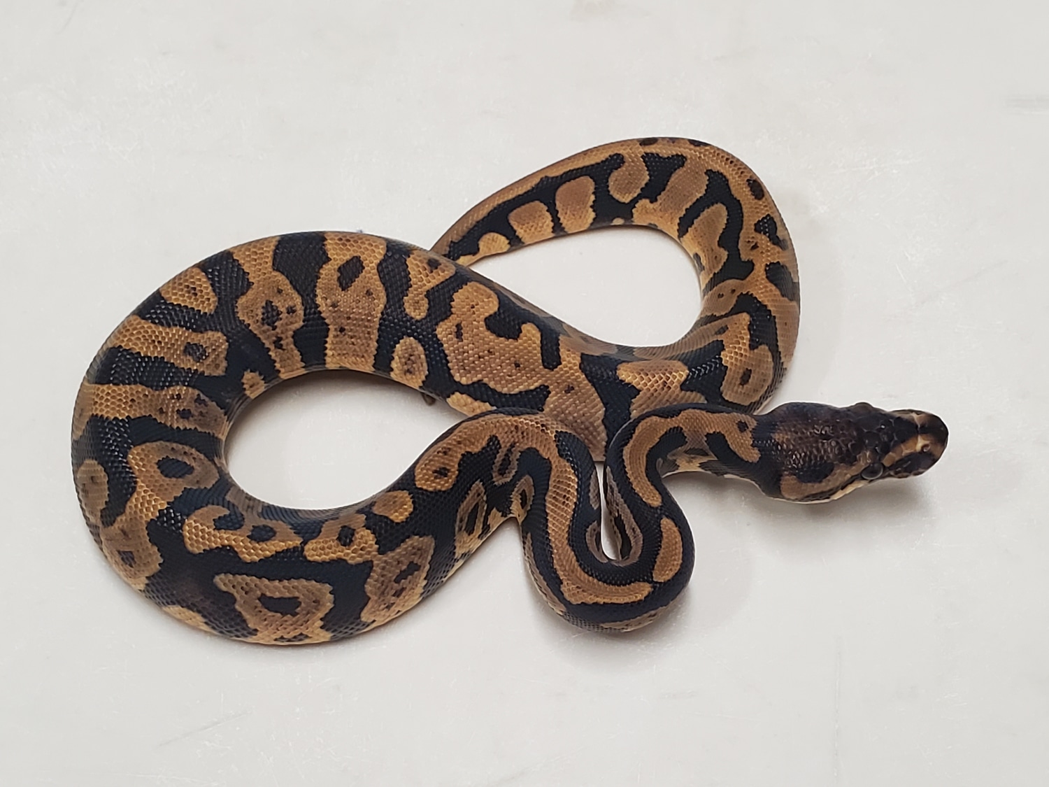 Confusion Ball Python by Ken Macek Reptiles - MorphMarket