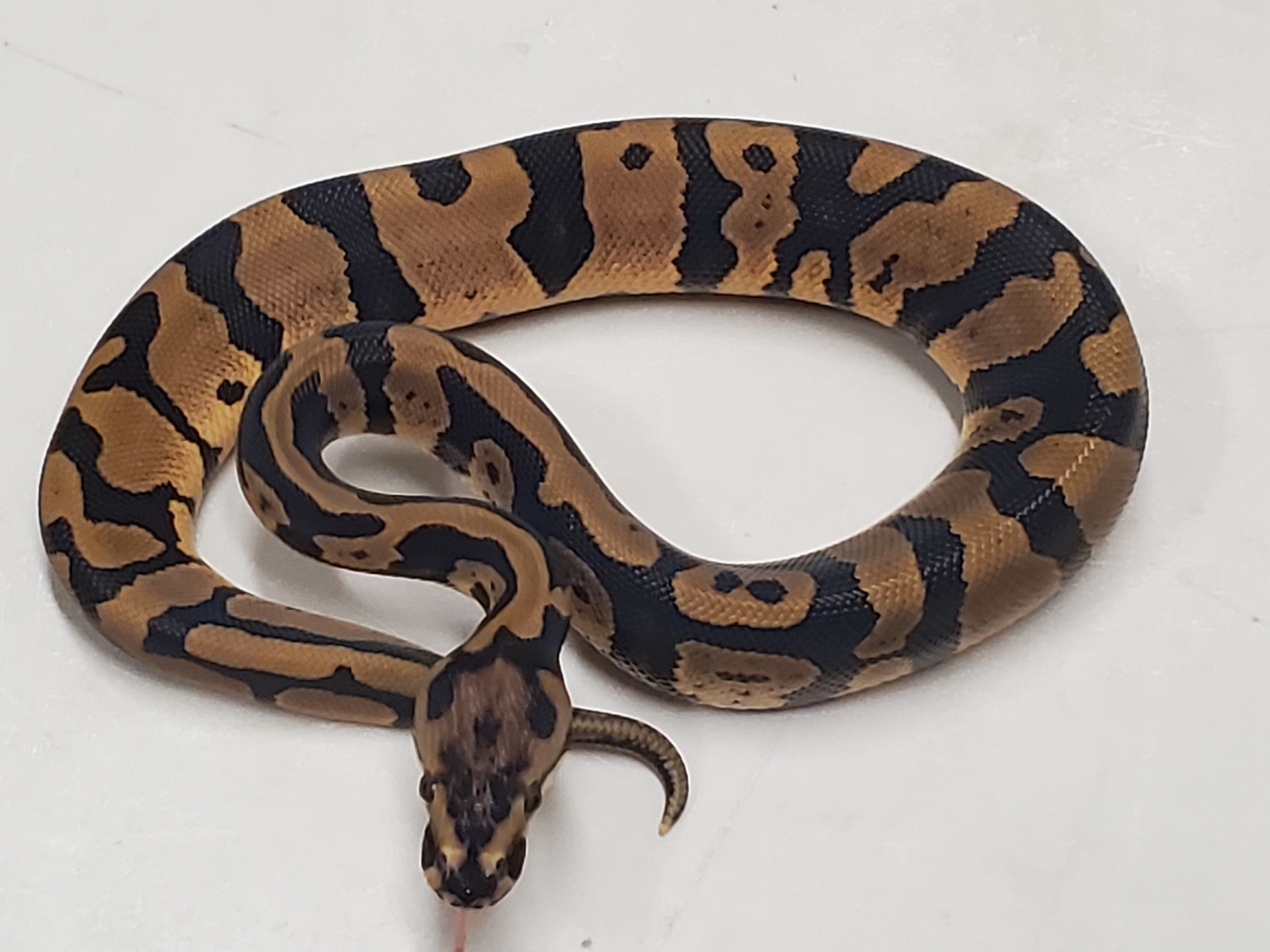 Confusion Ball Python by Ken Macek Reptiles - MorphMarket